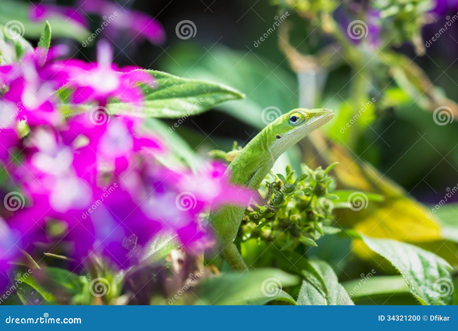 Green Anole Lizard stock photo. Image of carolinensis - 34321200