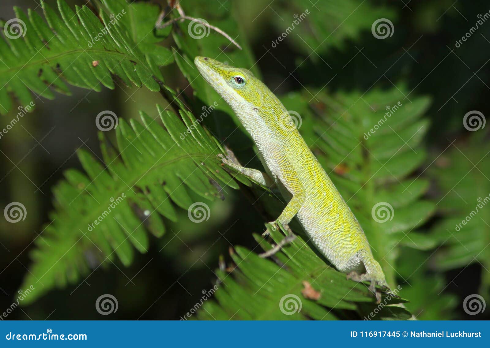 Green Anole lizard stock image. Image of macro, anole - 116917445
