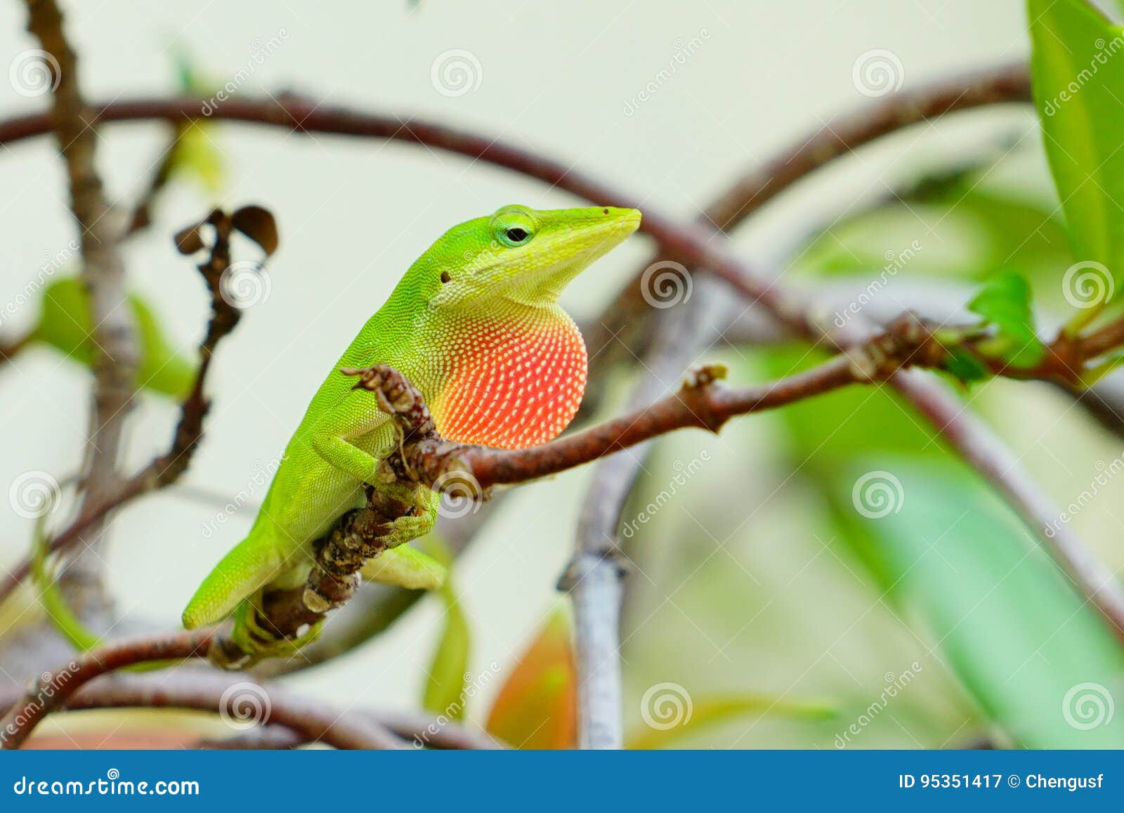 Green Anole Lizard on tree stock image. Image of diagonal - 95351417