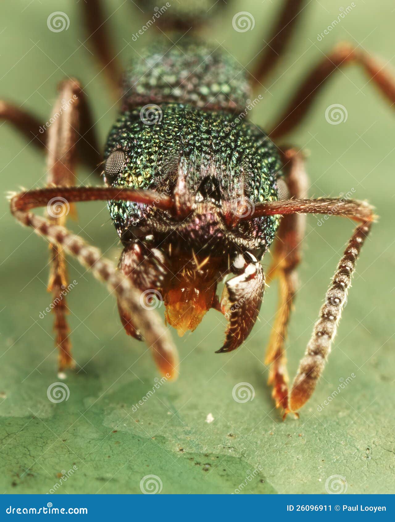Green ant stock image. Image of formica, detail, insect - 26096911