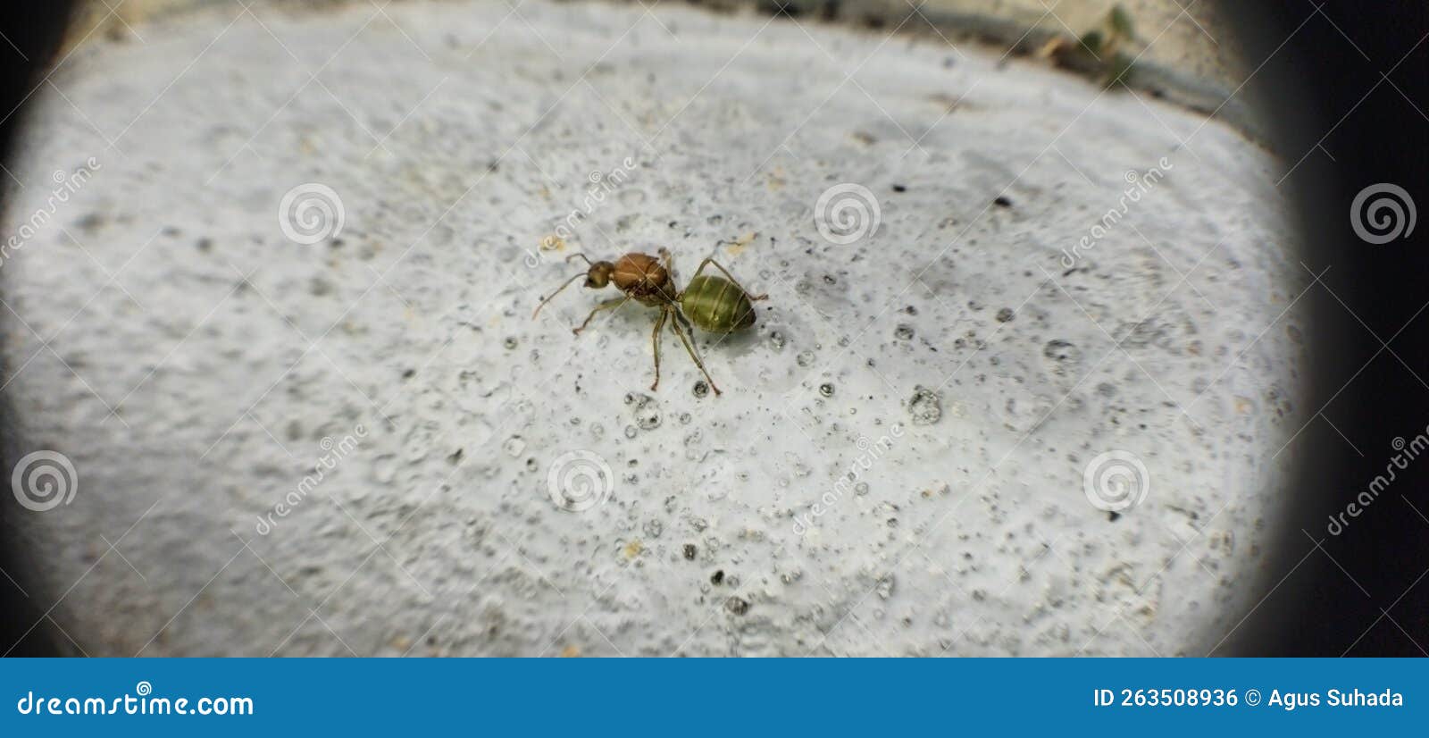 Green Ant spesies stock photo. Image of insect, green - 263508936