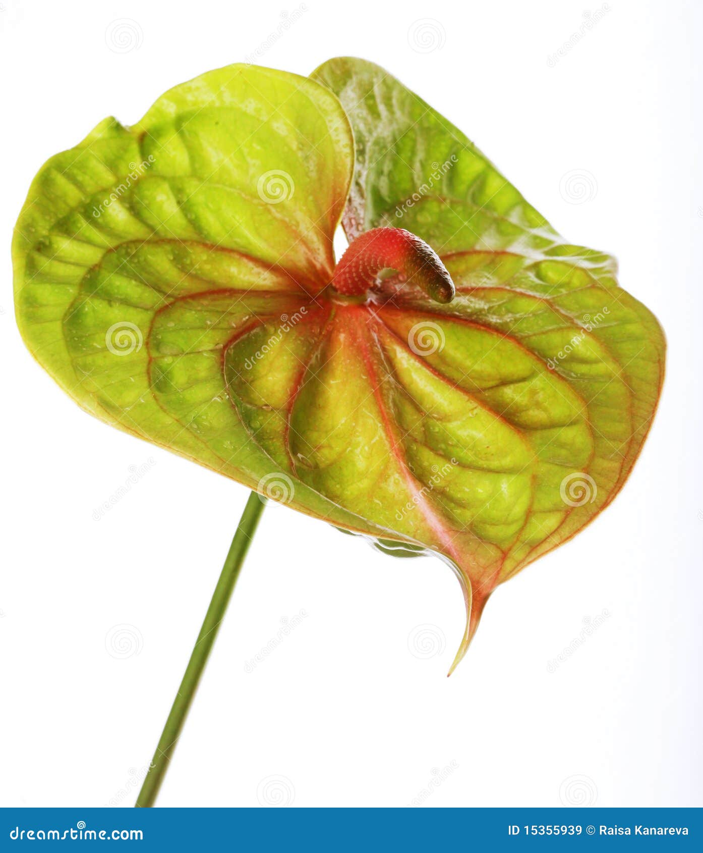 Green Anthurium stock image. Image of color, exotic, leaf - 15355939