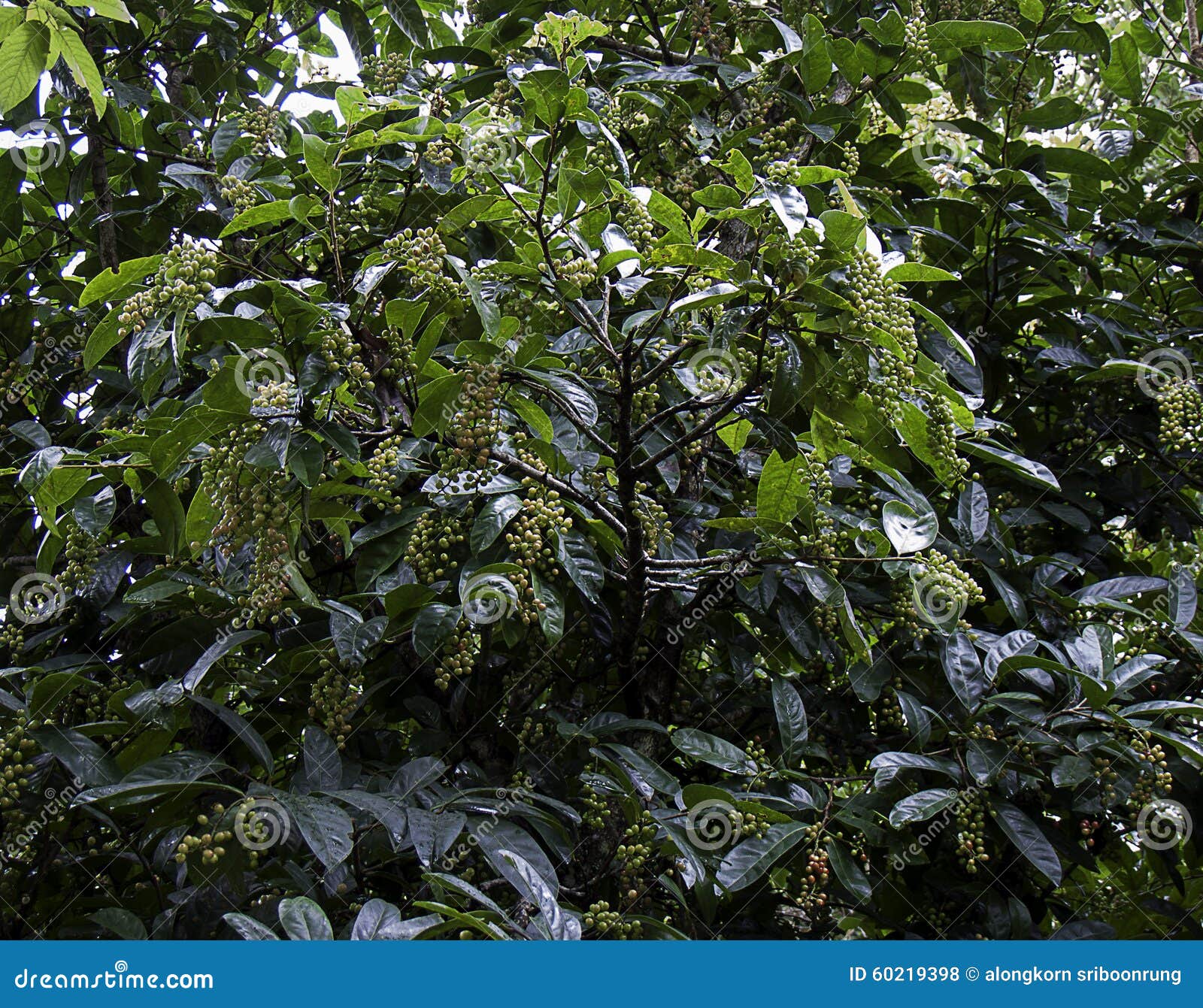 Green Antidesma Bean, Antidesma Tree with Beans Stock Photo - Image of ...