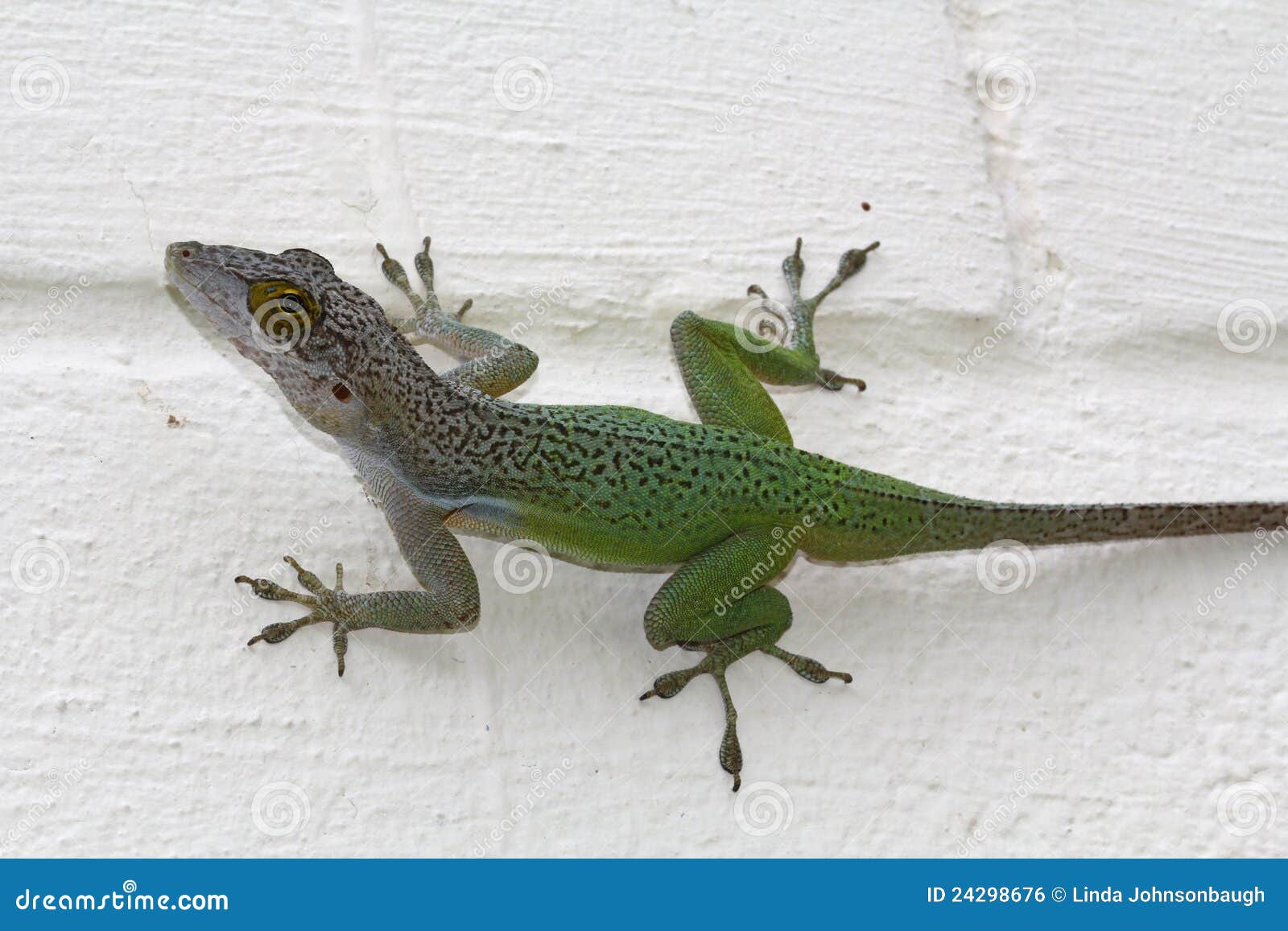 Green Antigua Chameleon on a White Painted Wall Stock Photo - Image of ...