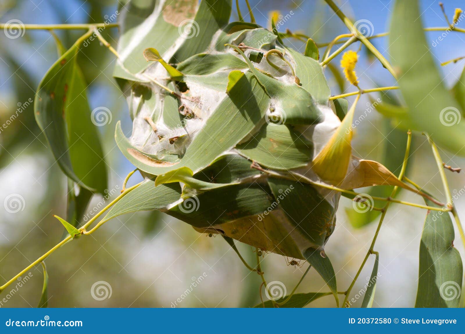 Green Ants Nest stock photo. Image of weaver, silk, home - 20372580