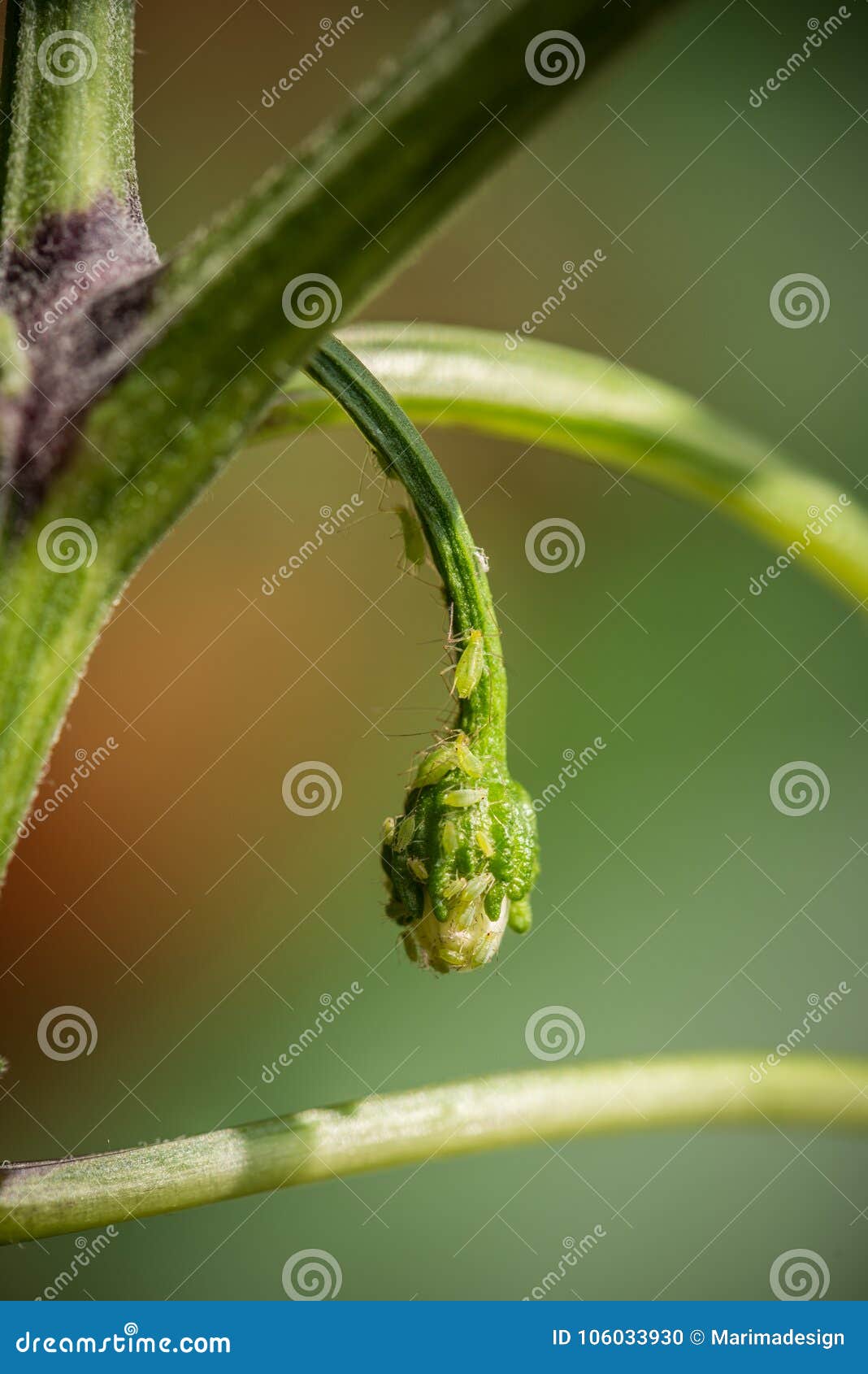 Green aphids stock photo. Image of natural, greenfly - 106033930