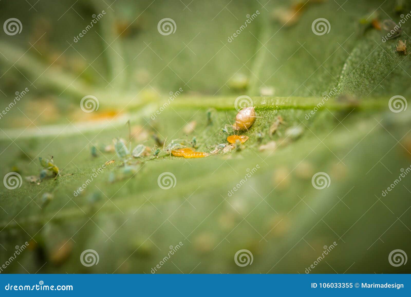 Green aphids stock image. Image of leaf, insect, chili - 106033355