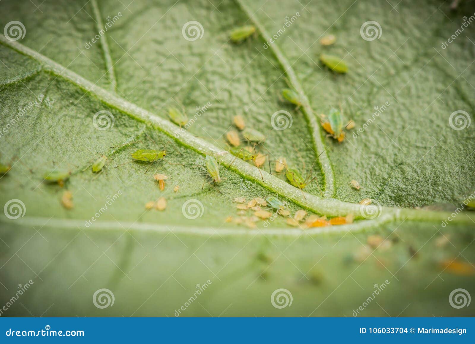 Green aphids stock photo. Image of biology, chili, insect - 106033704