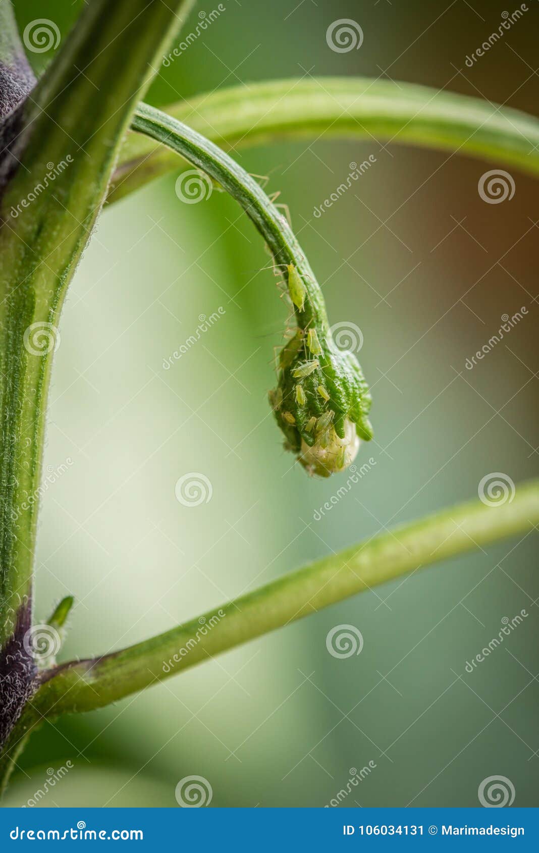 Green aphids stock image. Image of agricultural, agriculture - 106034131