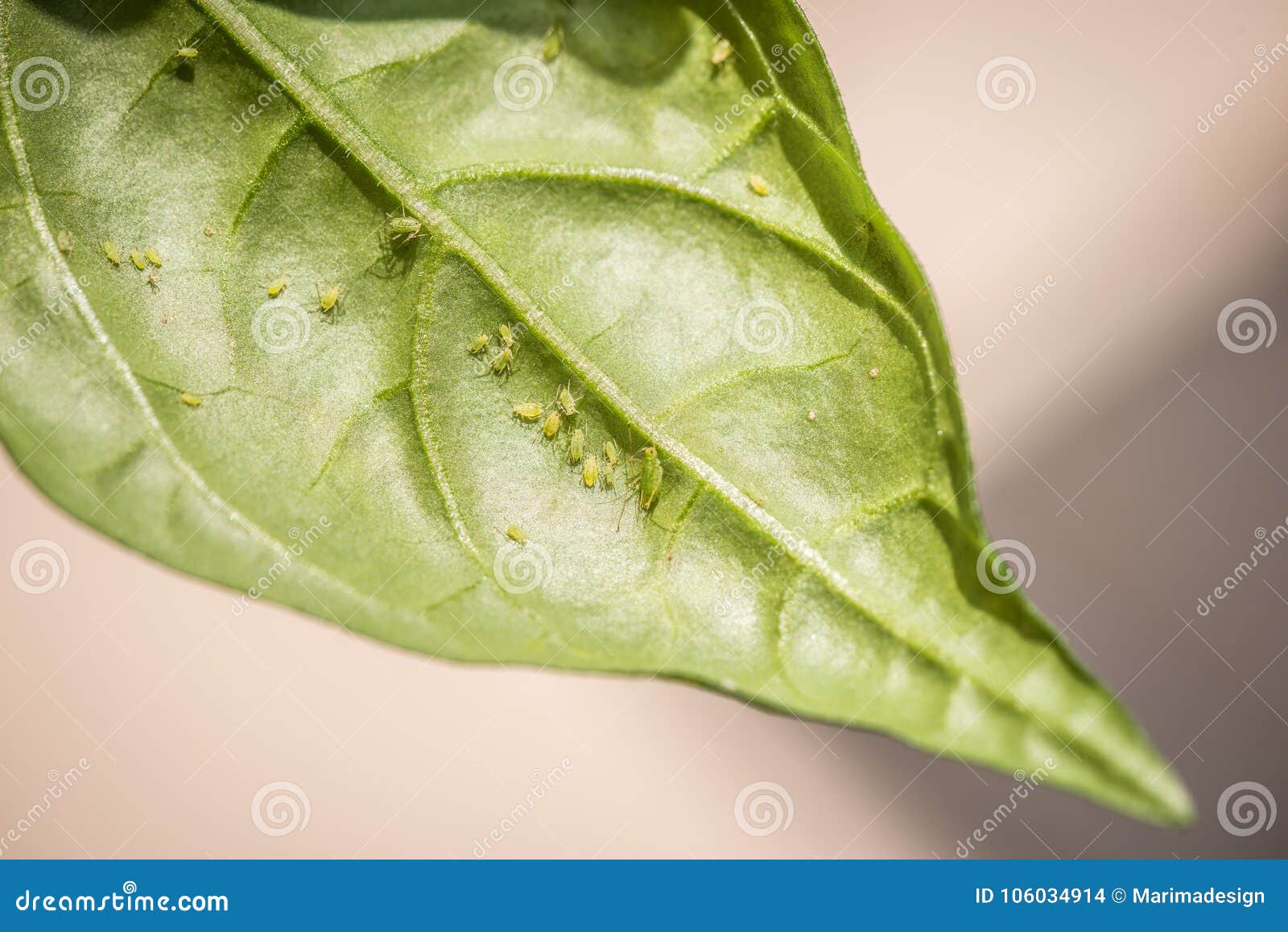Green aphids stock photo. Image of insect, agricultural - 106034914