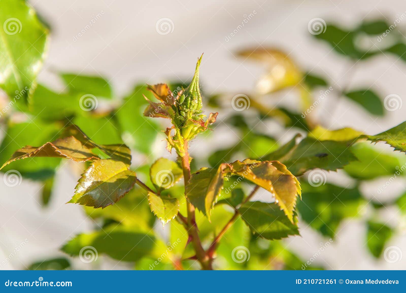 Green Aphids On Rose Buds. Rose Plant Affected By Small Green Aphids ...