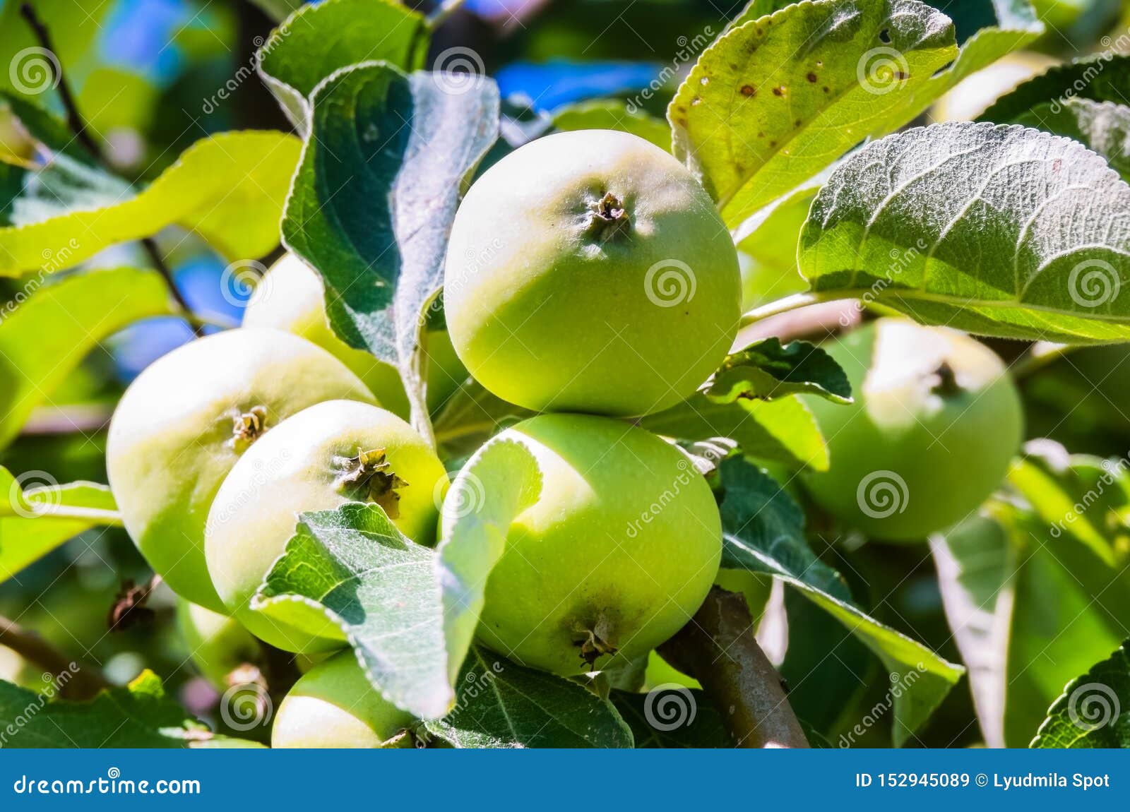 Green Apple on Branch Against Blue Sky and Sun Stock Image - Image of ...