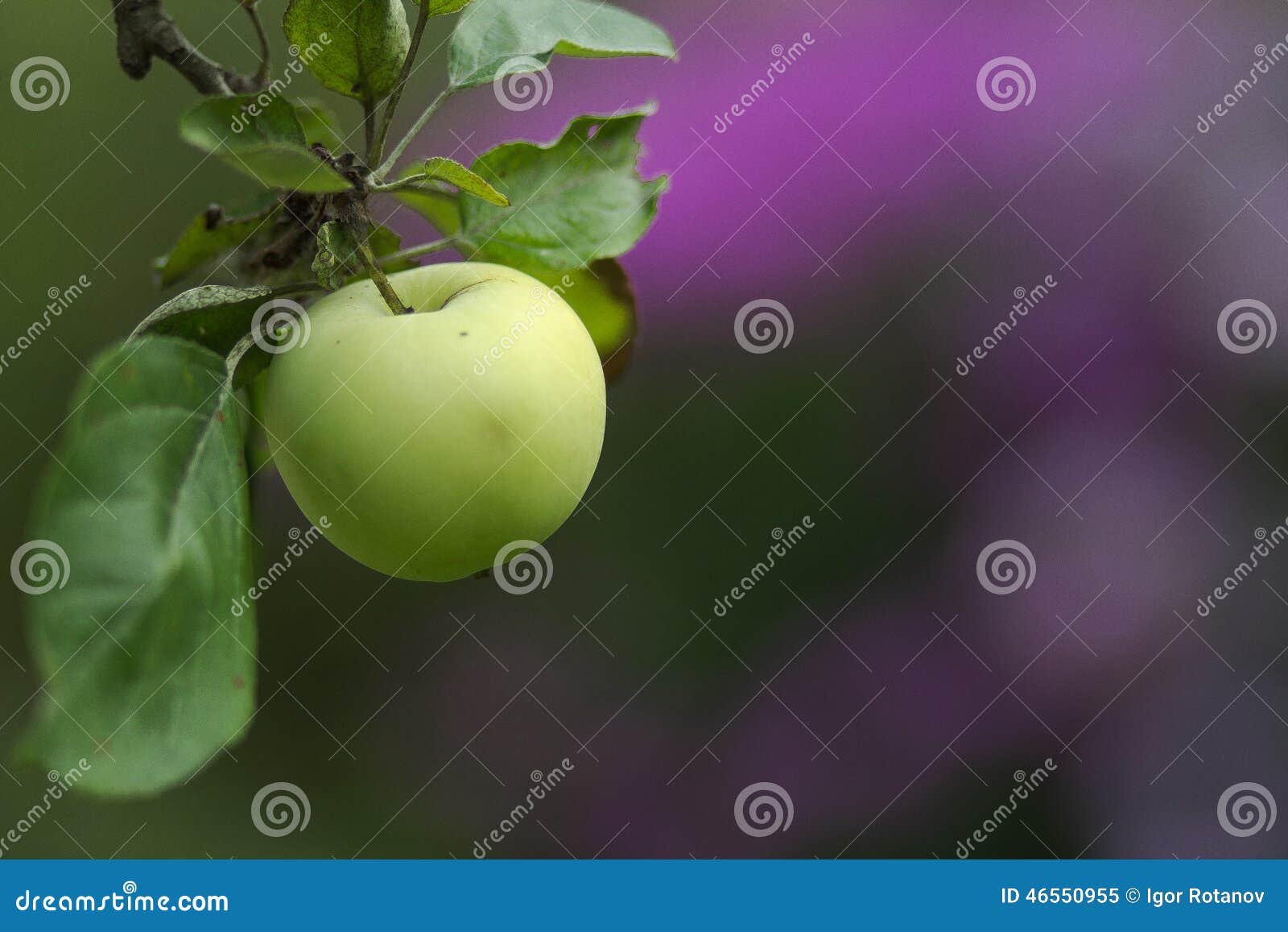 Green apple on a branch stock image. Image of branch - 46550955