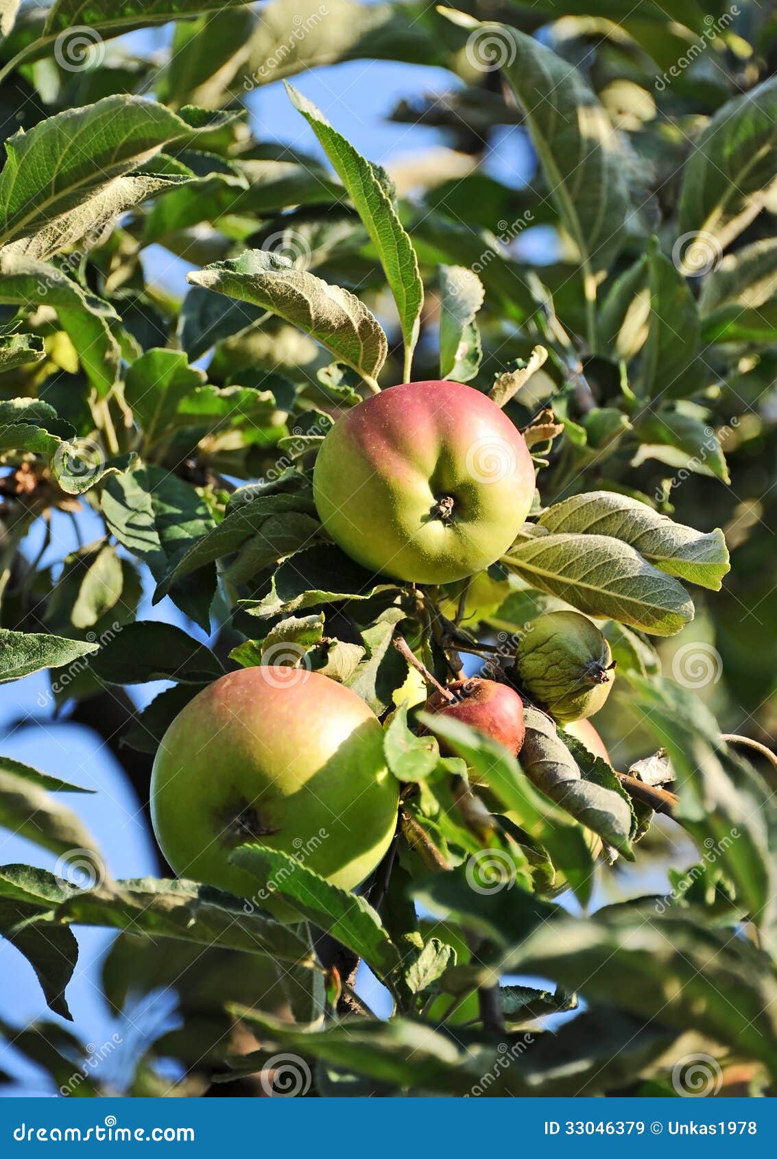 Green apple on the branch stock image. Image of plant - 33046379