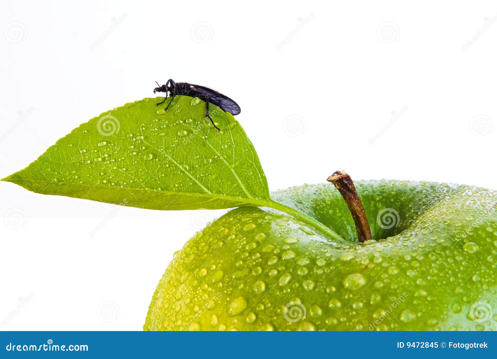 Green apple and bug stock image. Image of green, delicious - 9472845