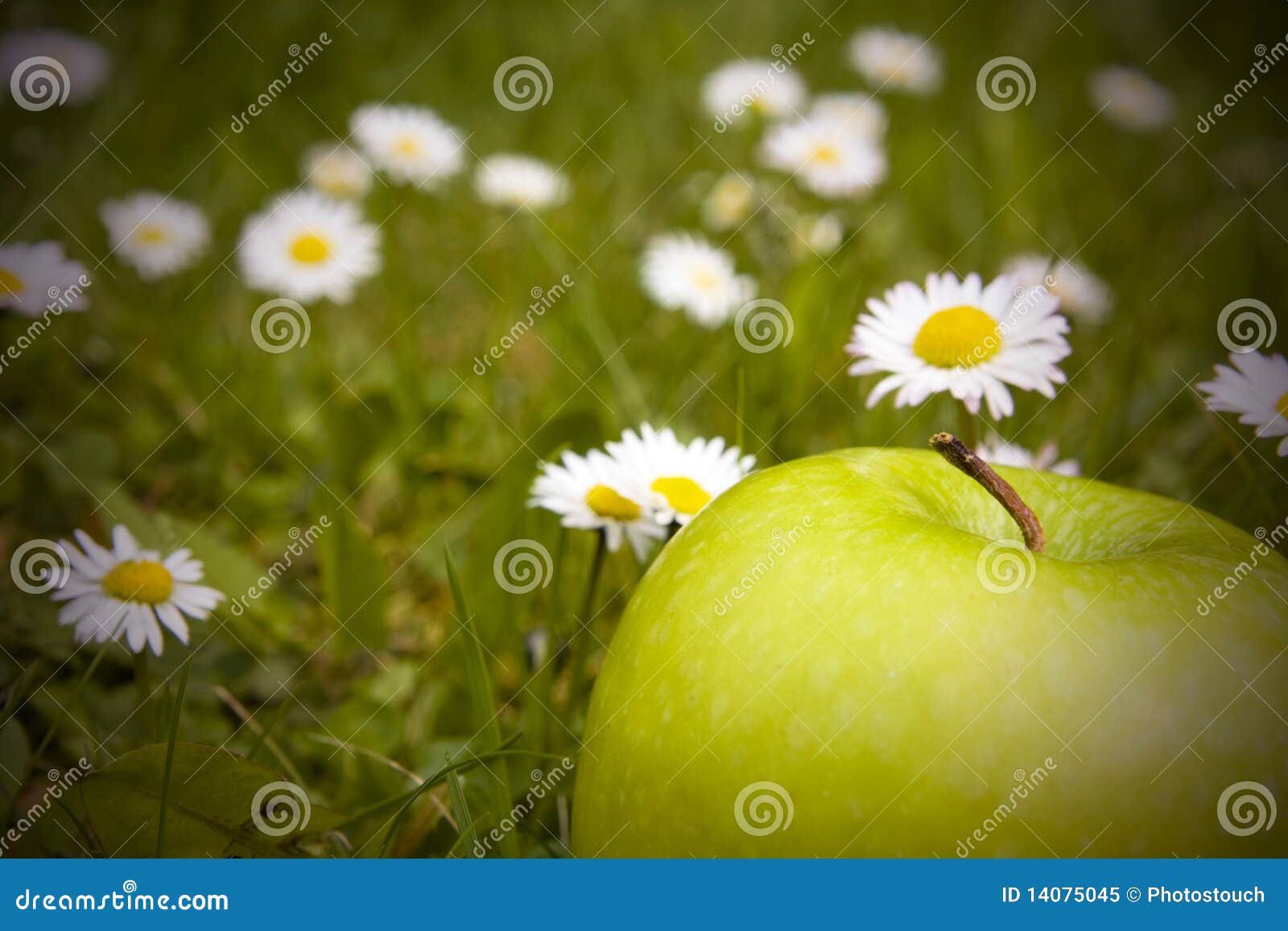Green Apple and Daisy Flowers Stock Image - Image of daisy, lifestyle ...
