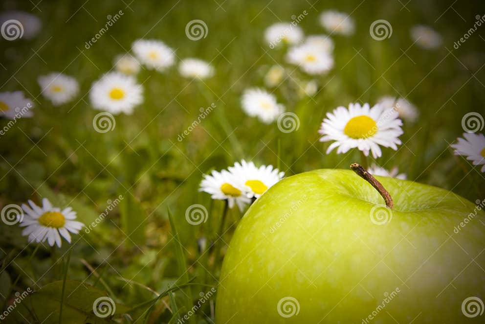 Green Apple and Daisy Flowers Stock Image - Image of daisy, lifestyle ...