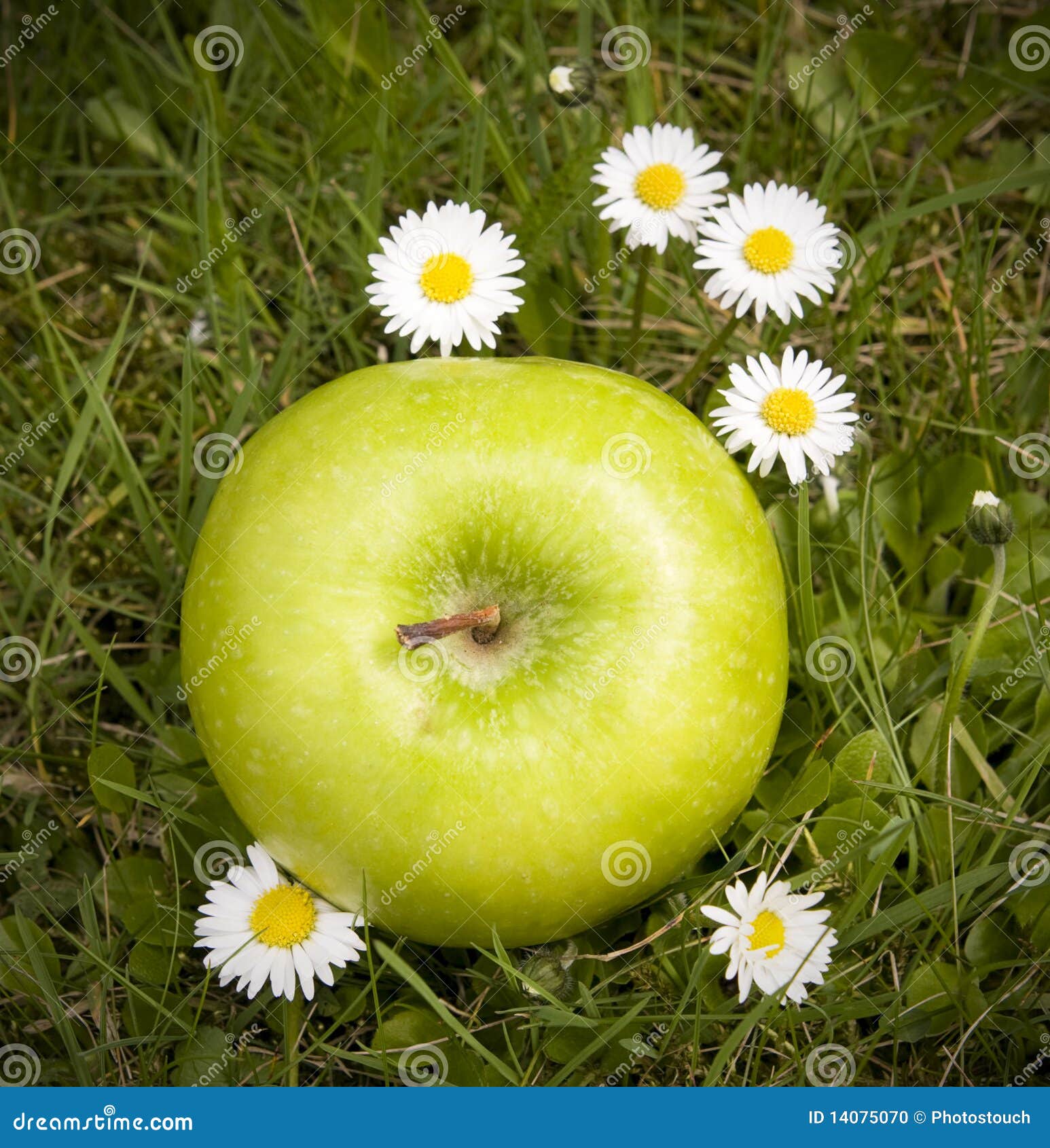 Green Apple and Daisy Flowers Stock Photo - Image of apple, daisy: 14075070