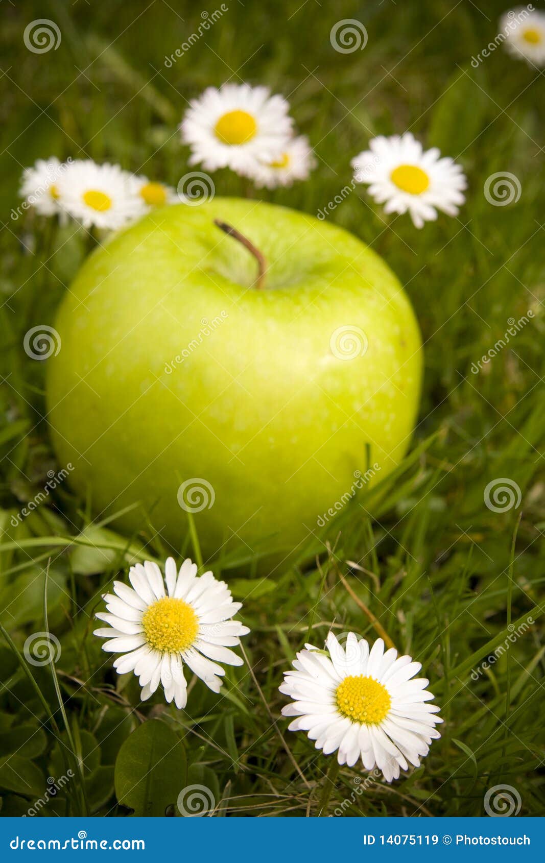 Green Apple and Daisy Flowers Stock Image - Image of health, leaf: 14075119