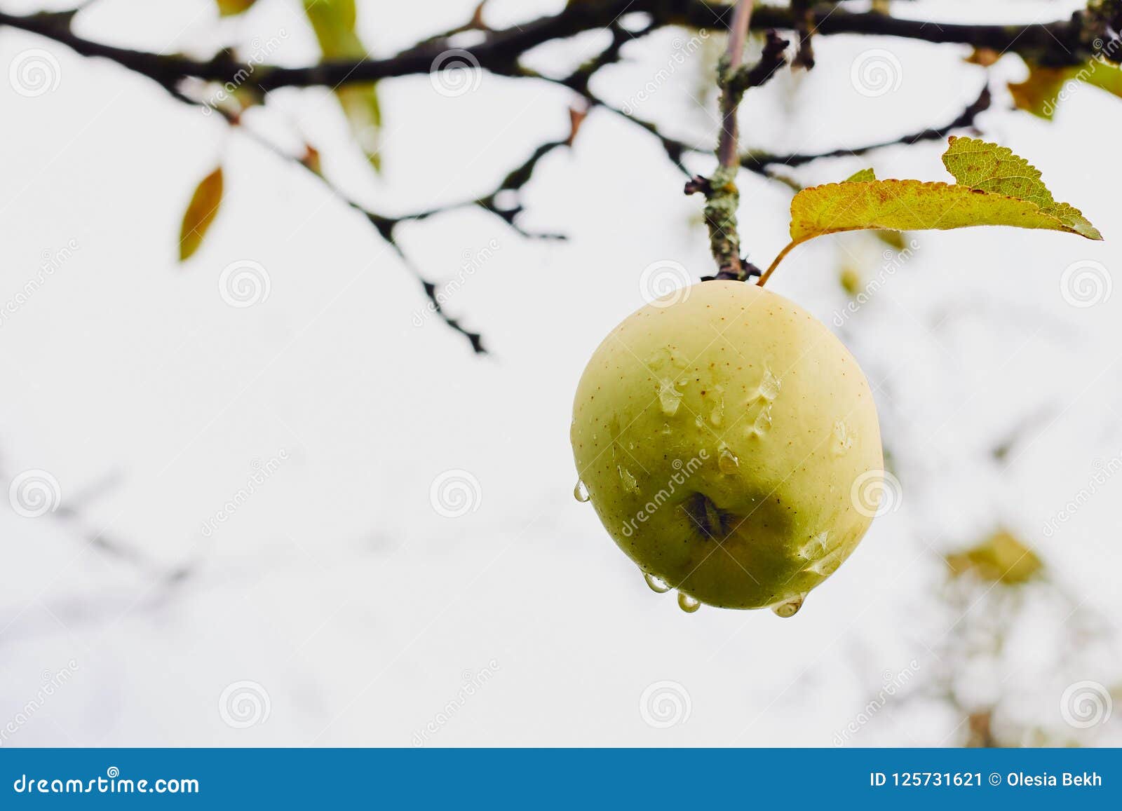 Apple hanging on tree stock image. Image of branch, drop - 125731621