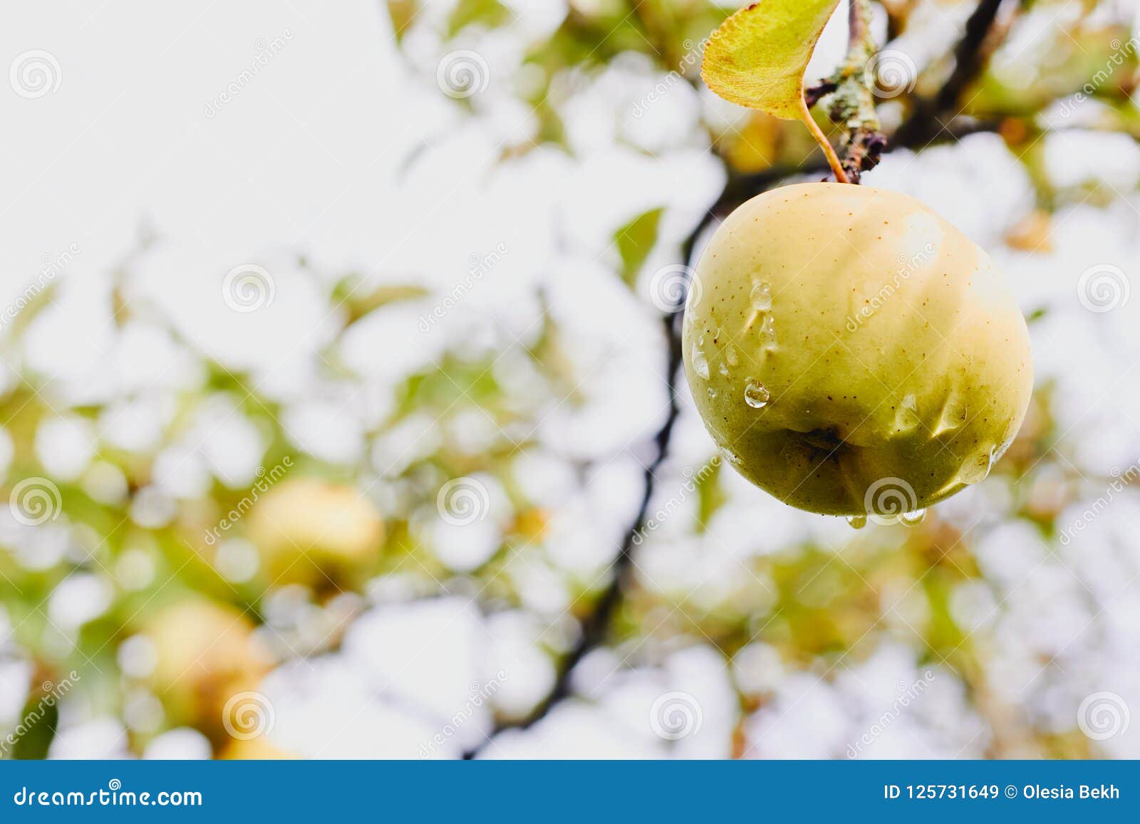 Apple hanging on tree stock image. Image of close, bright - 125731649