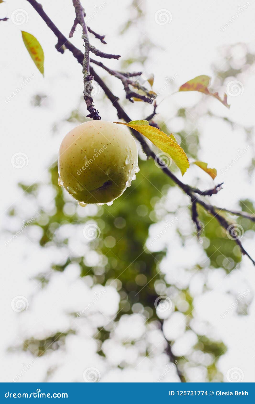 Apple hanging on tree stock photo. Image of farming - 125731774