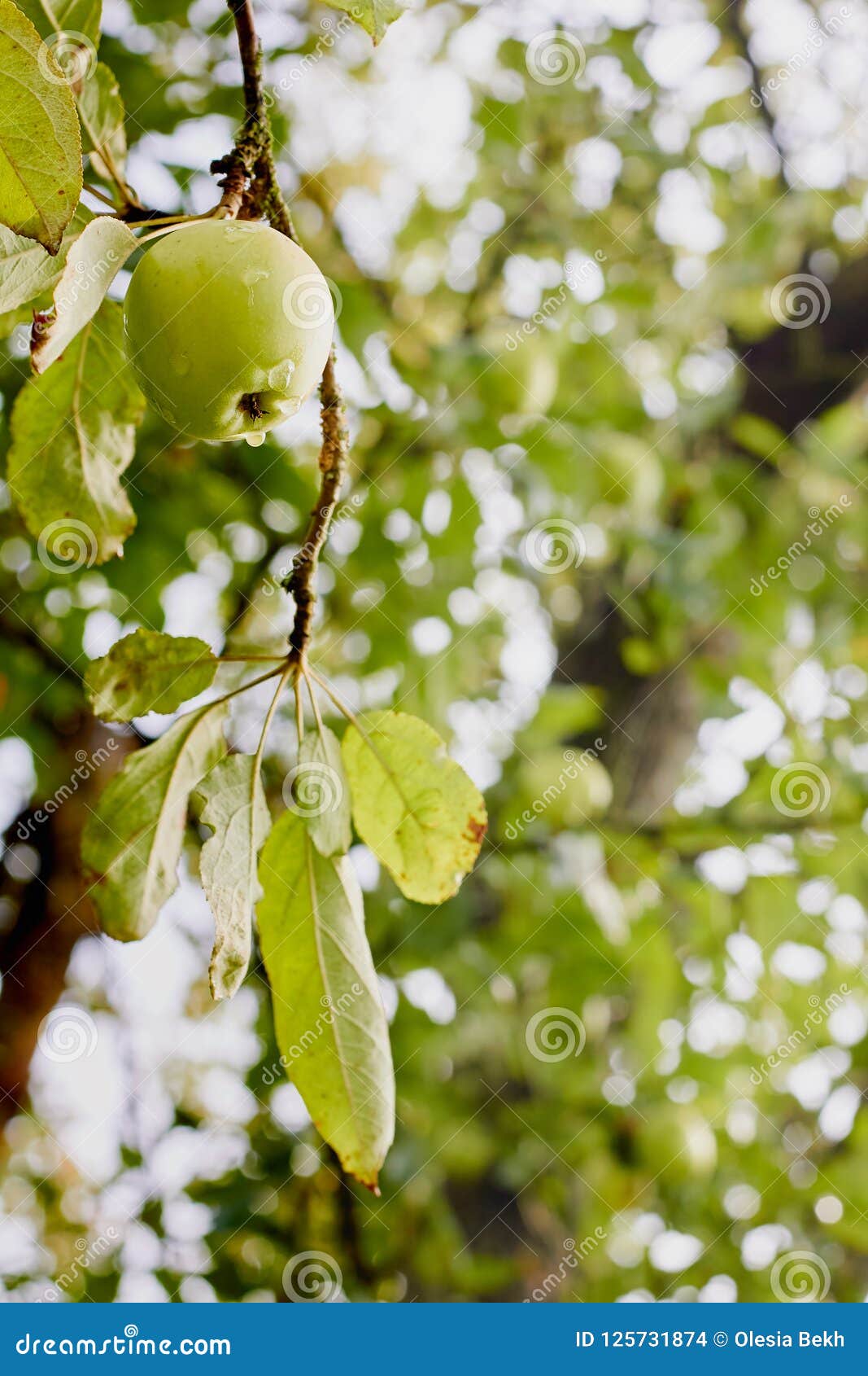 Apple hanging on tree stock photo. Image of apple, fruit - 125731874