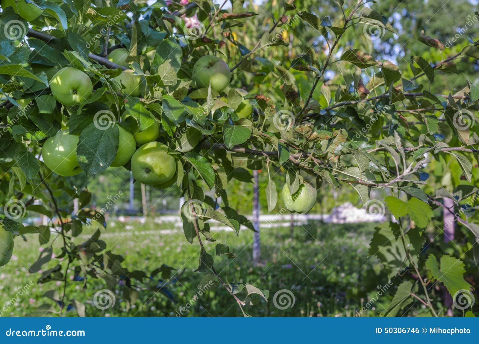Green apple tree stock photo. Image of fruit, foliage - 50306746