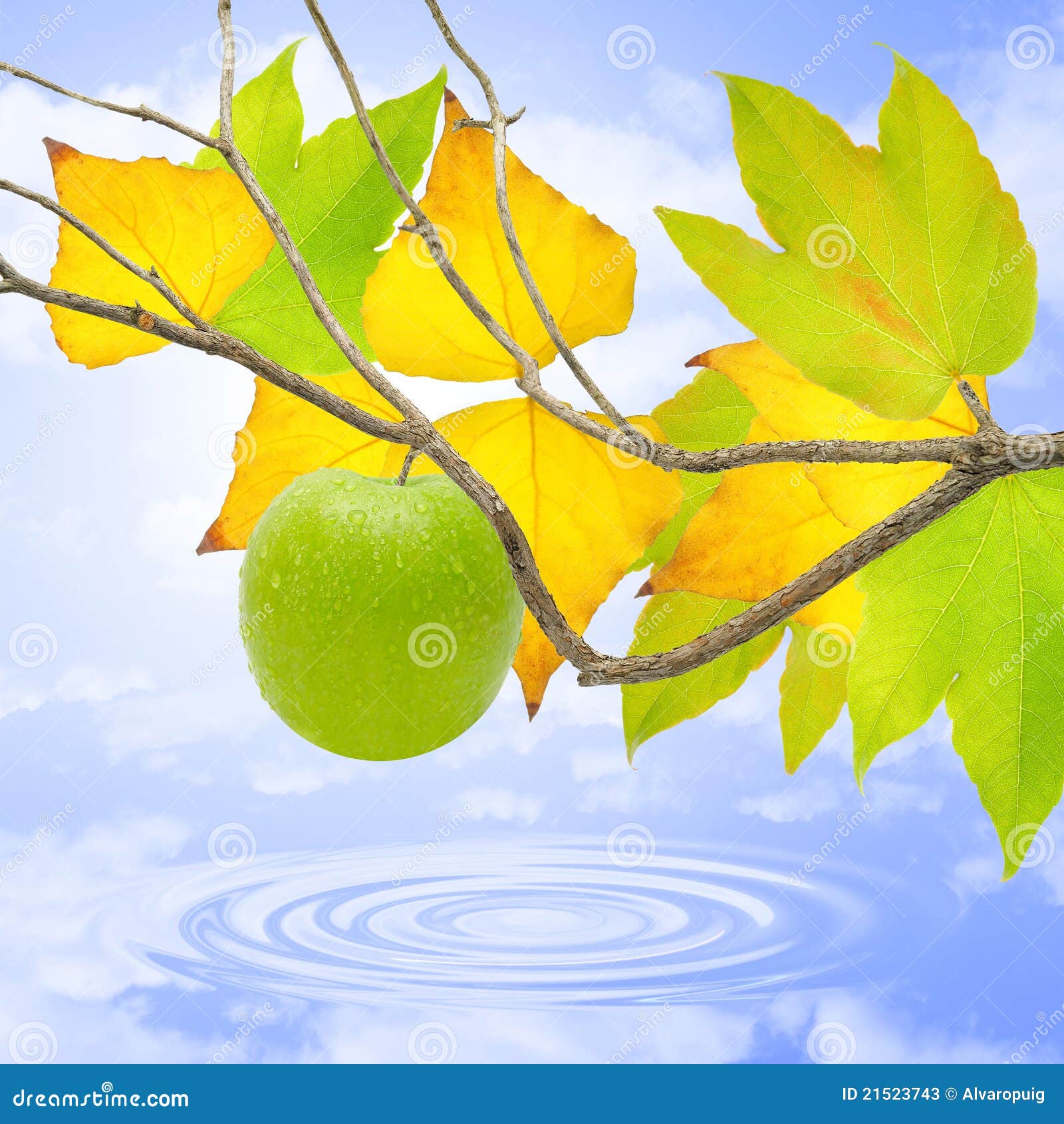 Green apple in fall. stock image. Image of fall, delicious - 21523743