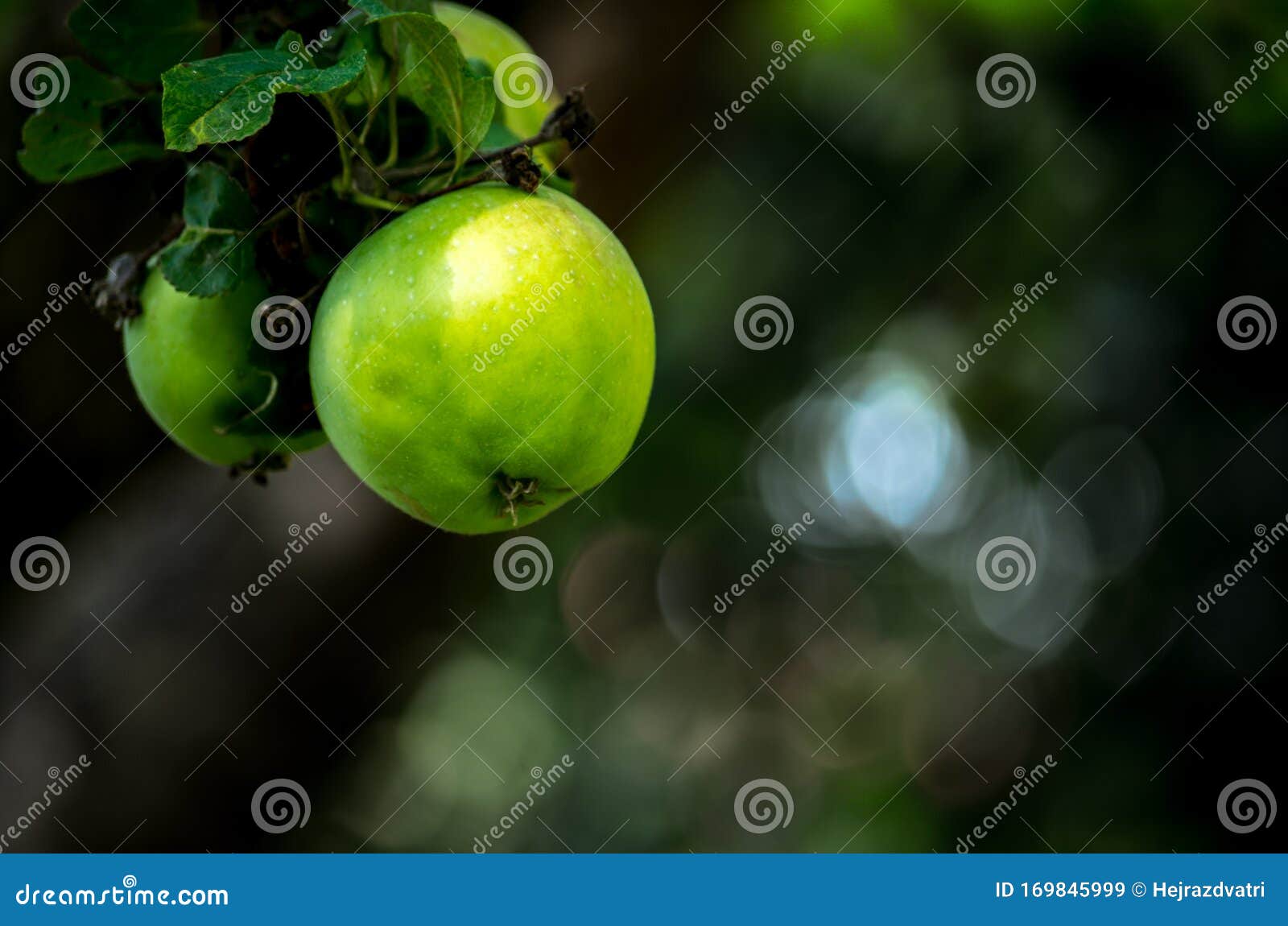 Green apple hanging stock image. Image of natural, evening - 169845999