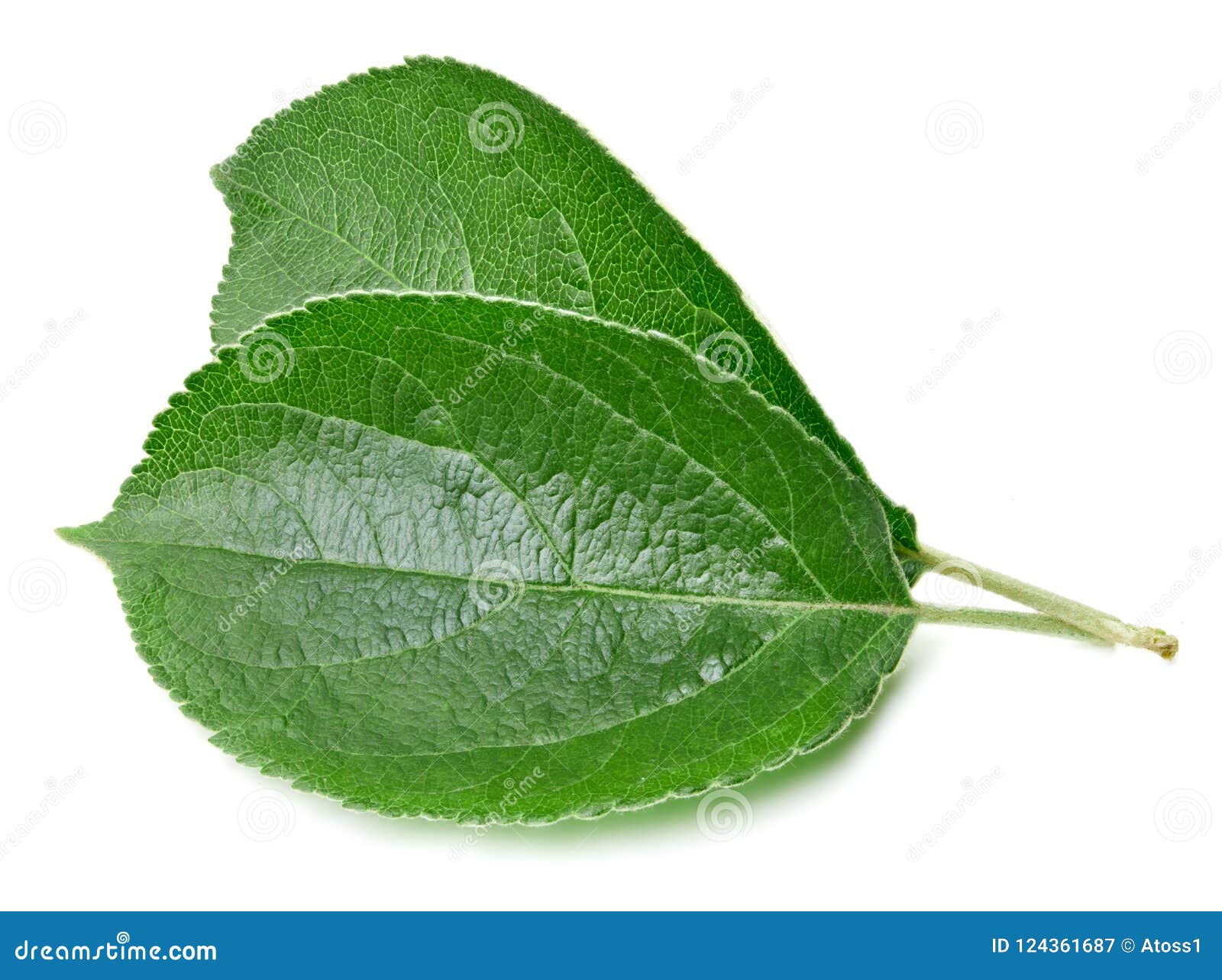 Green apple leaf isolated stock image. Image of foliage - 124361687