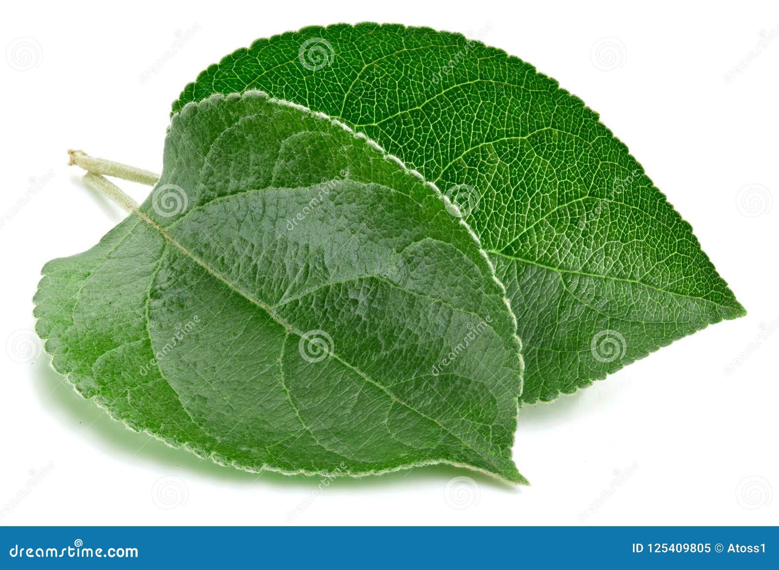 Green apple leaf isolated stock image. Image of fresh - 125409805