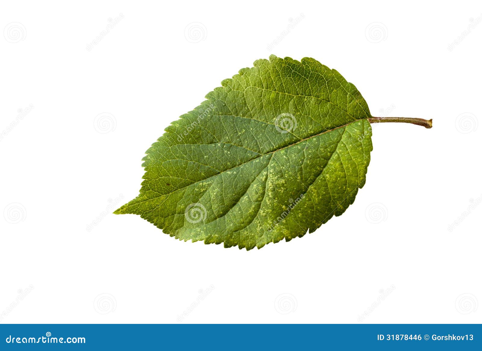 Green Apple Leaf Isolated on White Stock Photo - Image of macro, garden ...