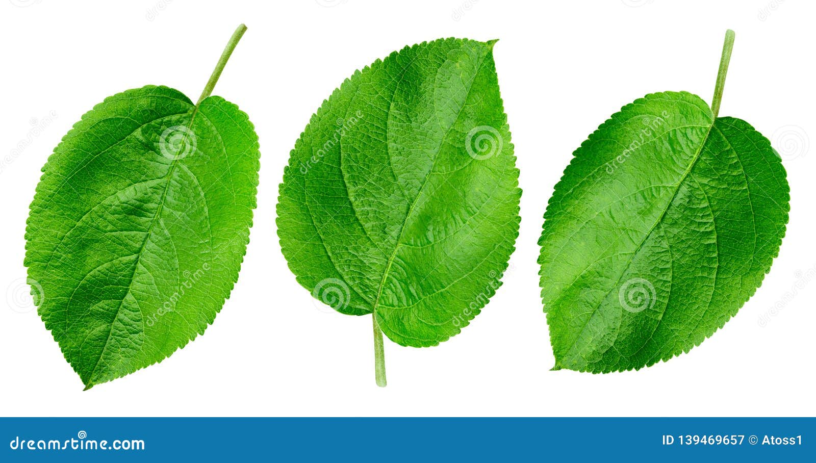 Apple leaf isolated stock image. Image of macro, garden - 139469657