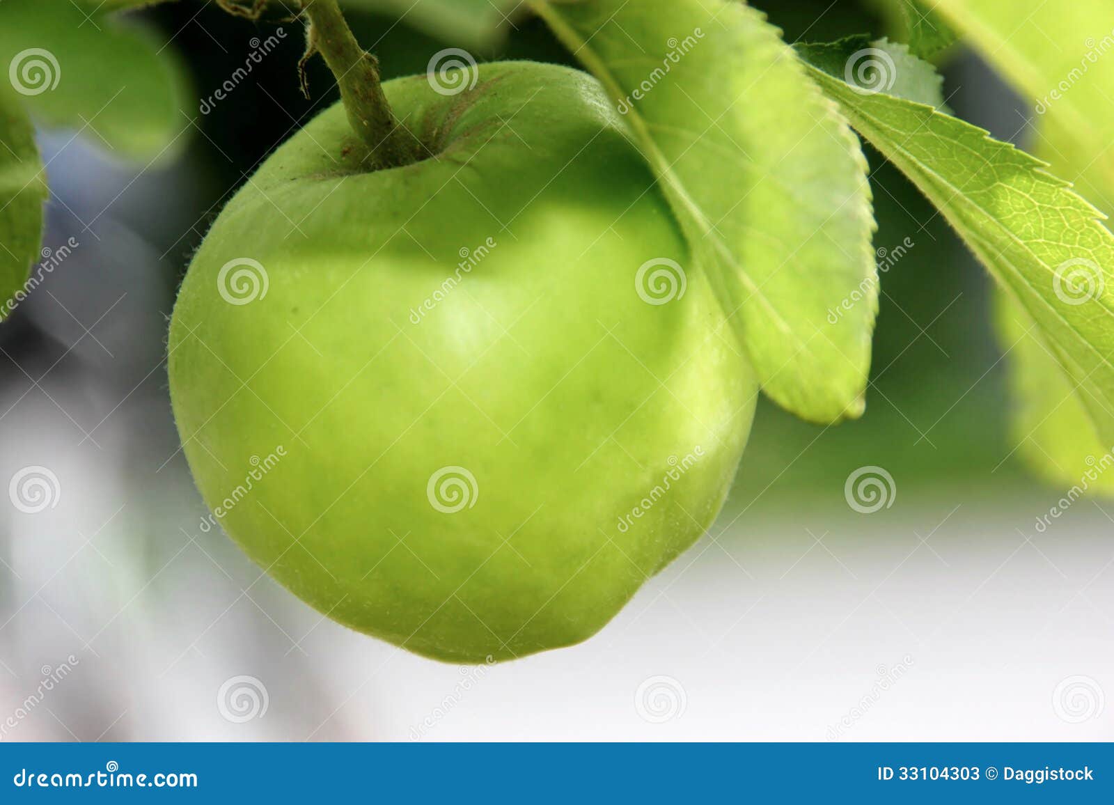 Green Apple with Leaves in Nature Stock Image - Image of detail, nature ...