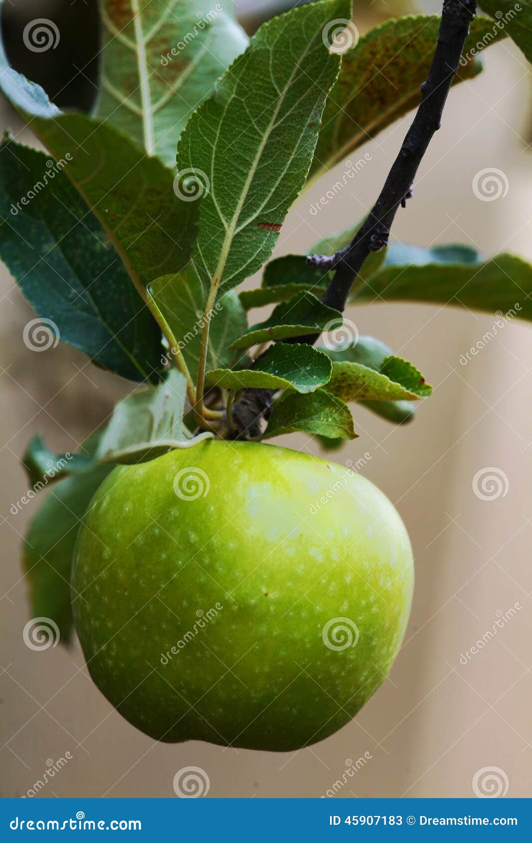 Green apple stock image. Image of agriculture, food, environment - 45907183
