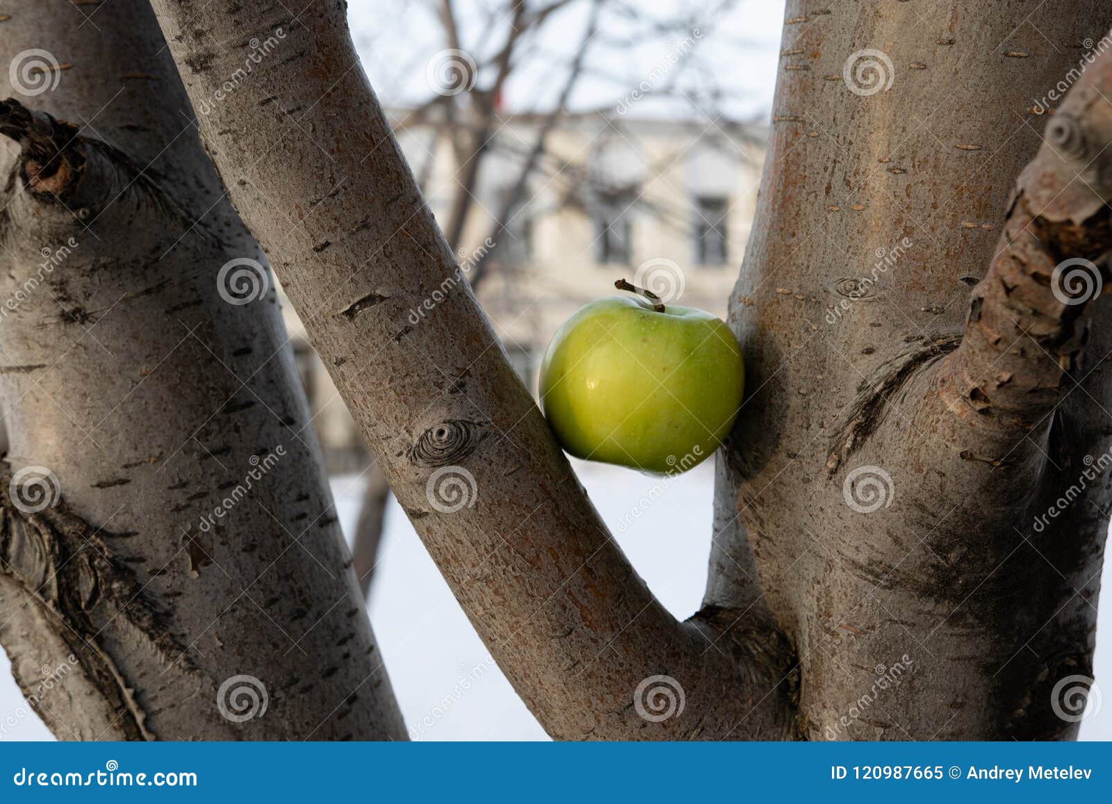 Green Apple is Not on the Apple Tree, among the Branches of Another ...