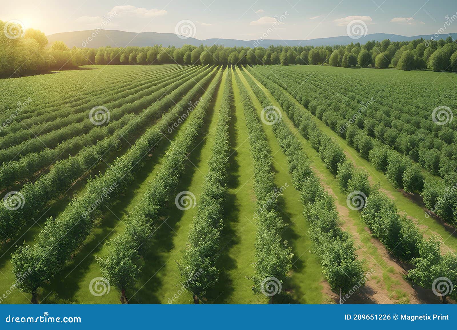 Green Apple Orchard Landscape with Rows of Trees Stock Illustration ...