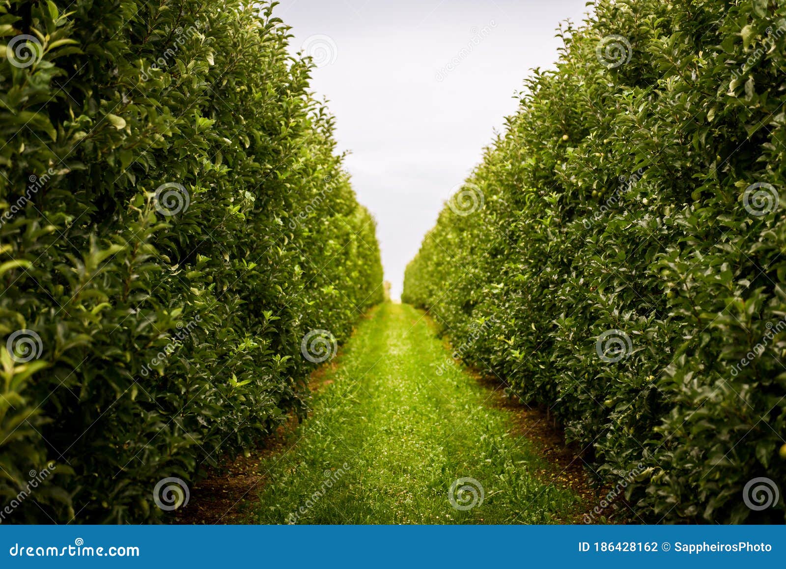 Path in an Organic Apple Orchard with Many Rows of Apple Trees Stock ...