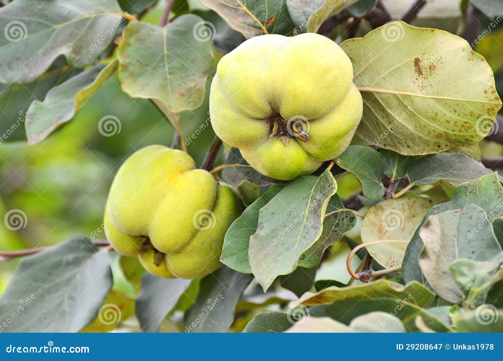 Green Apple-quince on the Branch Stock Image - Image of ripe, calories ...