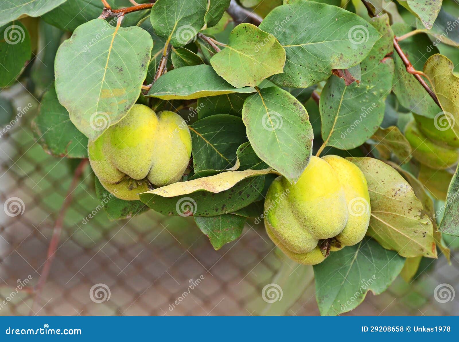 Green Apple-quince on the Branch Stock Photo - Image of food, harvest ...