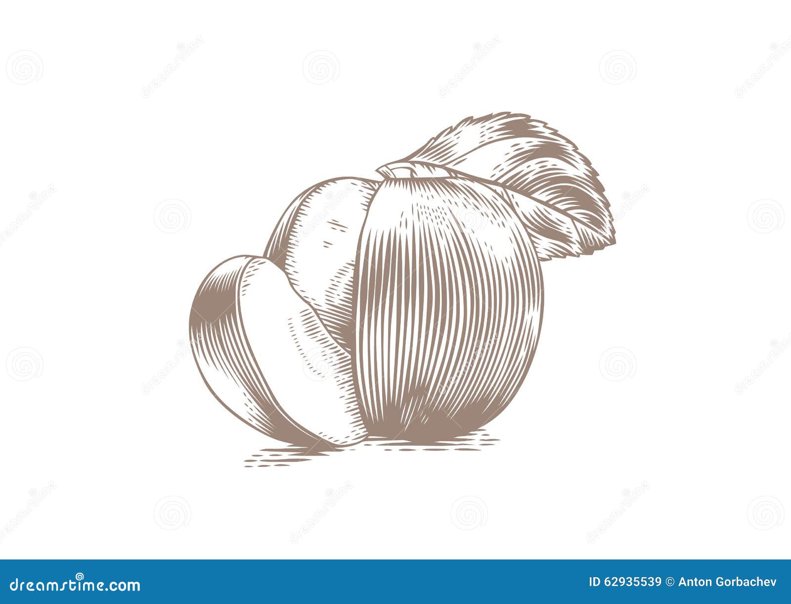 Green Apple with Segment and Leaf Stock Illustration - Illustration of ...