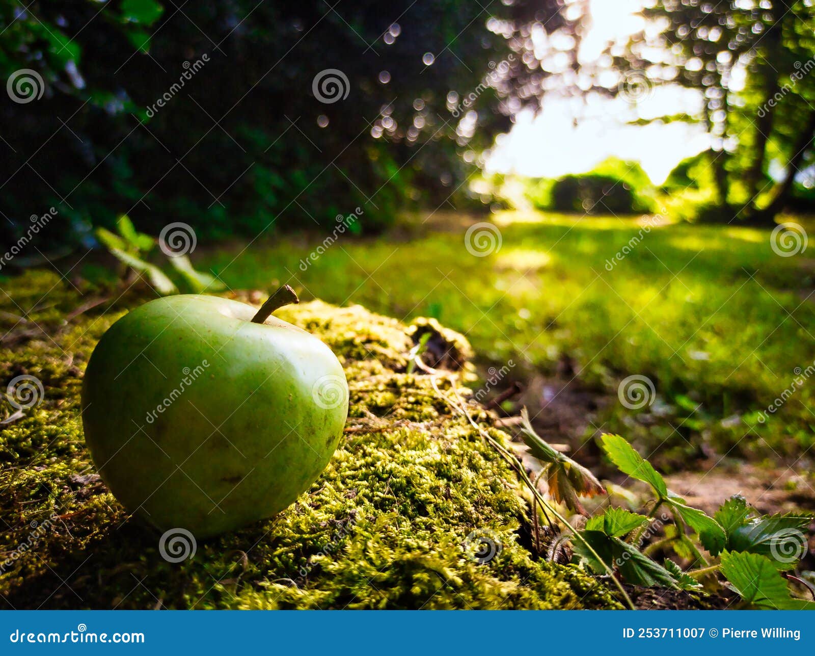 A Green Apple Served by Nature Stock Image - Image of right, health ...