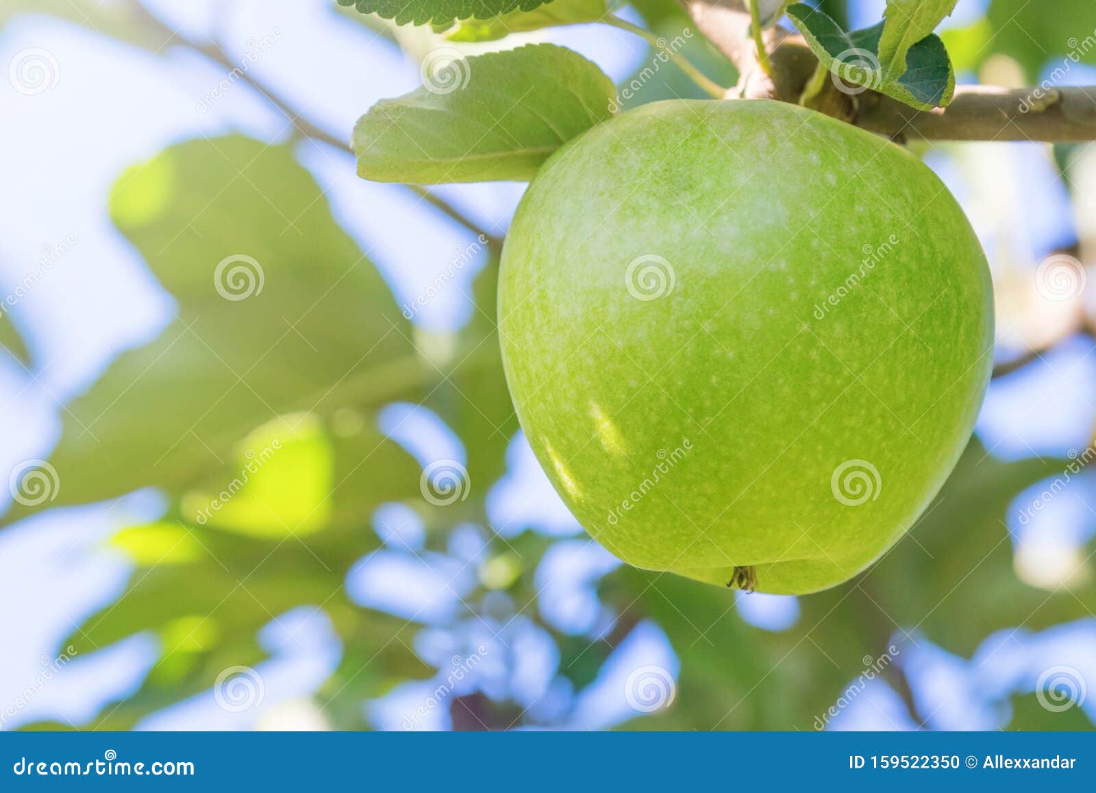 Green Apple on the Tree,Â Apple Tree Stock Photo - Image of freshness ...