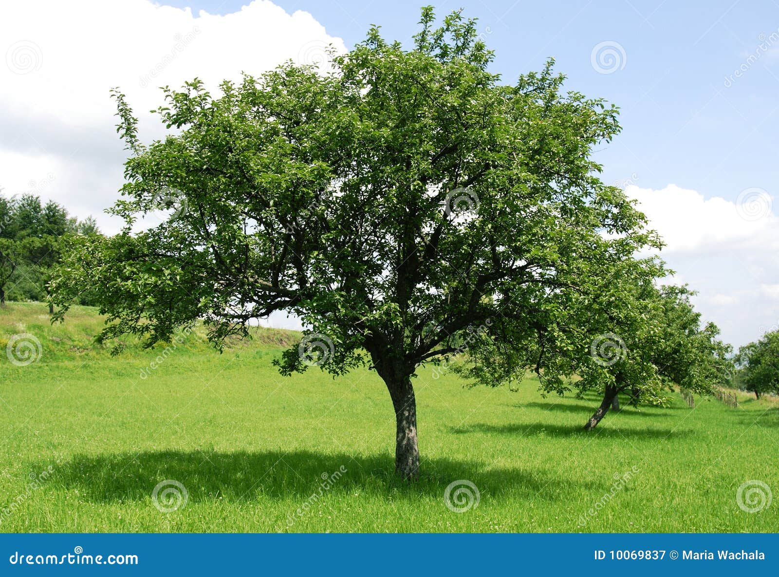Green apple tree stock image. Image of peaceful, lone - 10069837