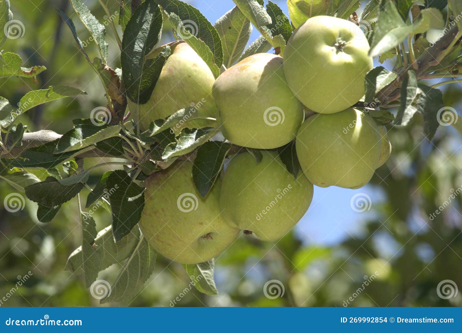 Green Apple Tree stock photo. Image of round, berry - 269992854