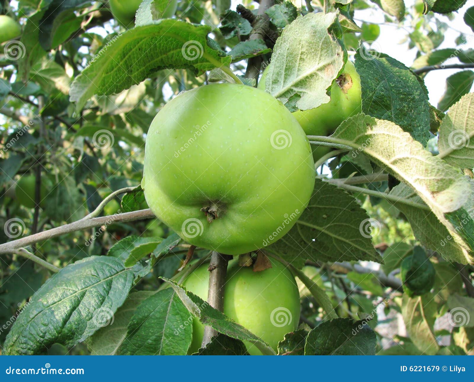Green apple on tree stock image. Image of garden, healthy - 6221679