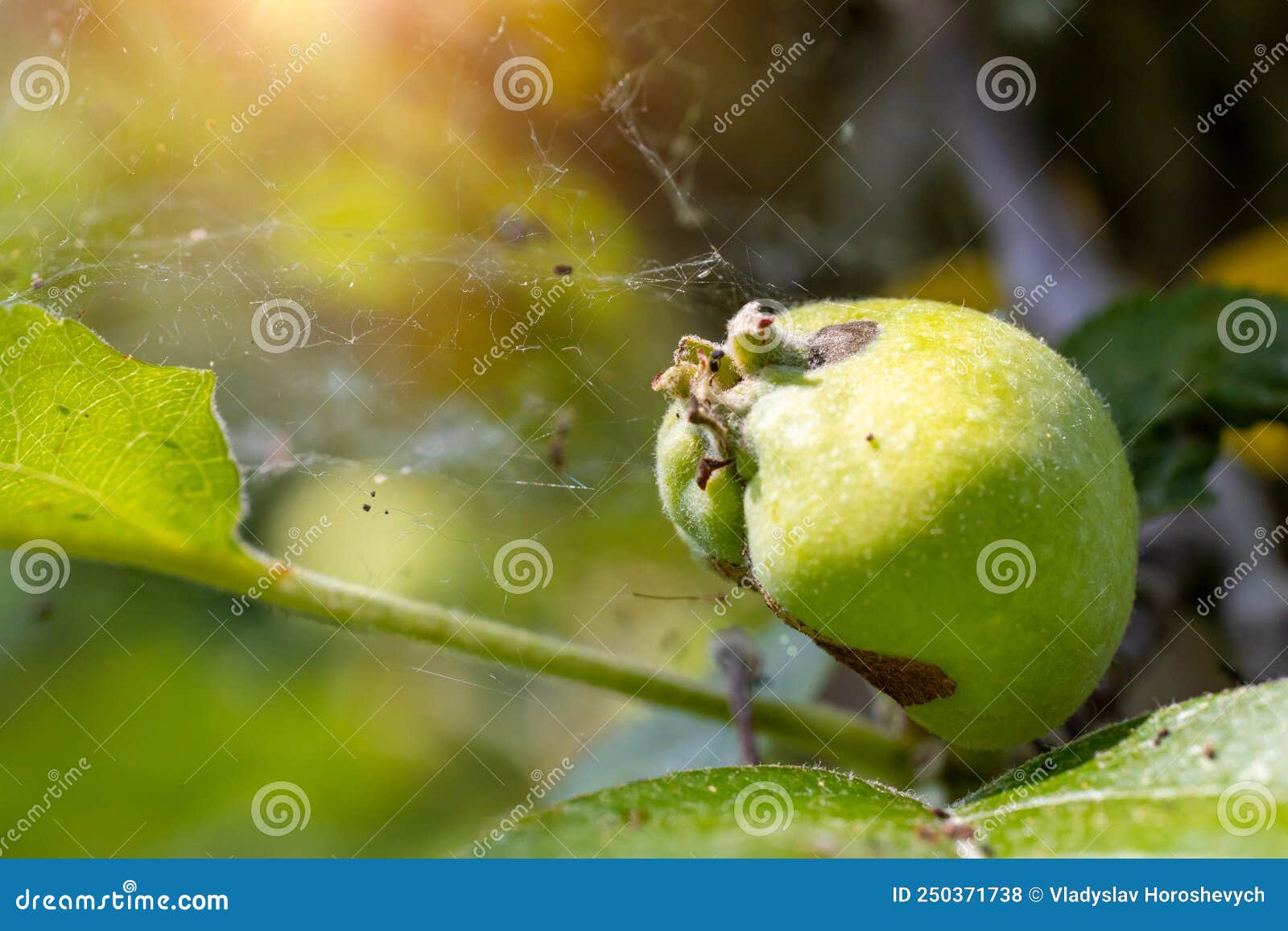 Green Apple on a Tree Branch, Infested with a Parasite, Undeveloped ...