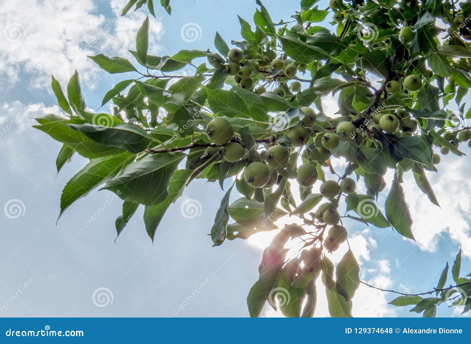 Green Apple Tree Branches in the Bright Sunlight Stock Photo - Image of ...