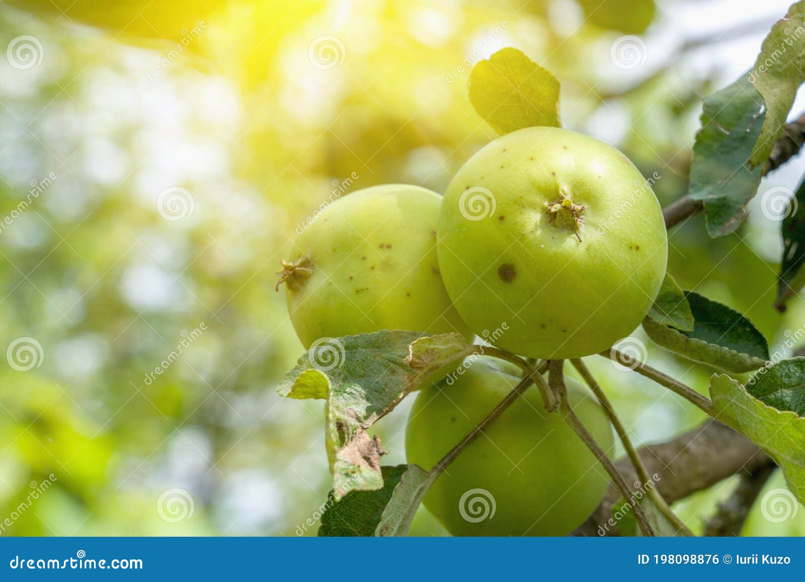 A Green Apple on the Tree. Horizontal Image Stock Photo - Image of blue ...